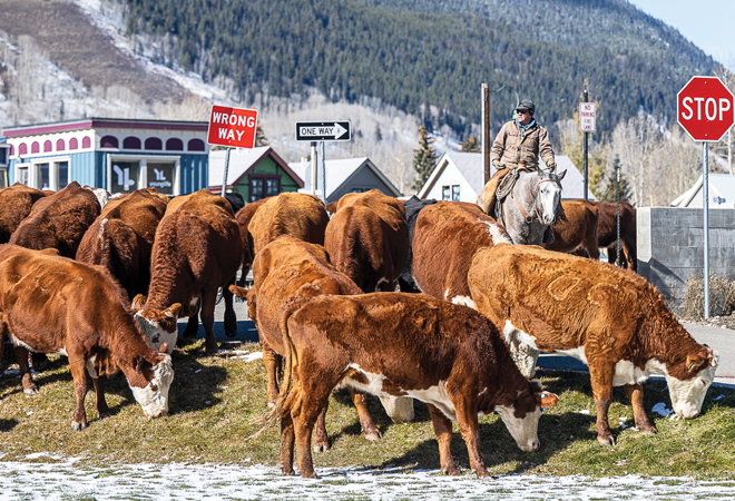 CATTLE CAN’T READ: – The Crested Butte News