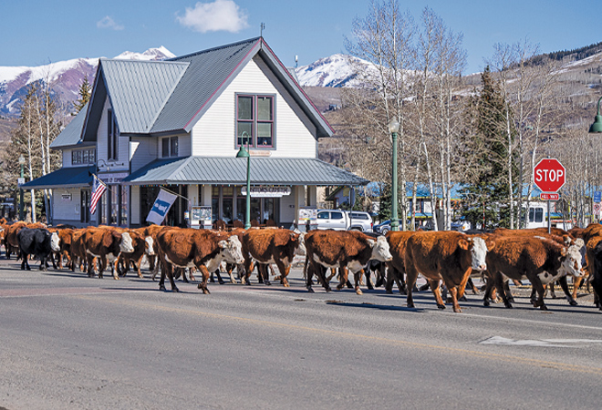 CATTLE DRIVE: – The Crested Butte News