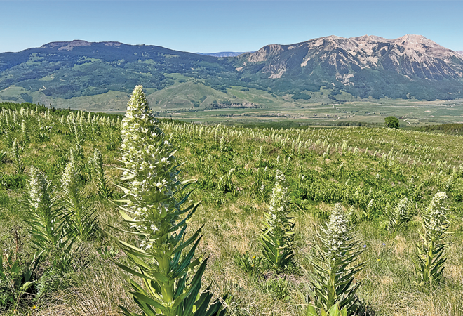 This year’s special flower show – The Crested Butte News